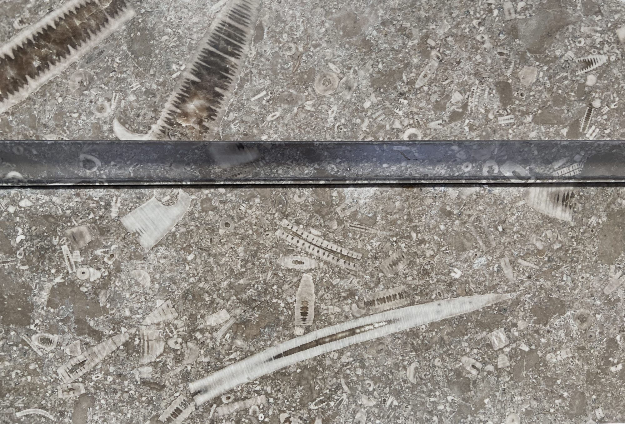 Regency Derbyshire Fossil - Melluish & Davis | Melluish & Davis